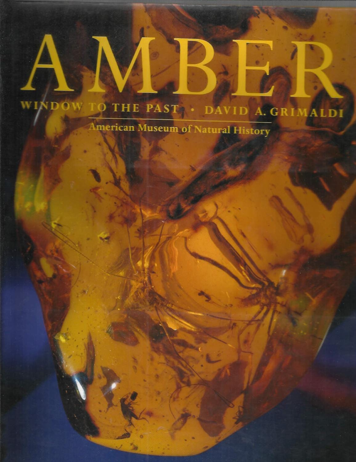 Amber: Window to the Past – Marissa's Books & Gifts